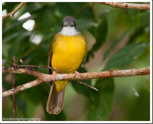 Naturalist Photography: Bulbul of Malaysia Part 3